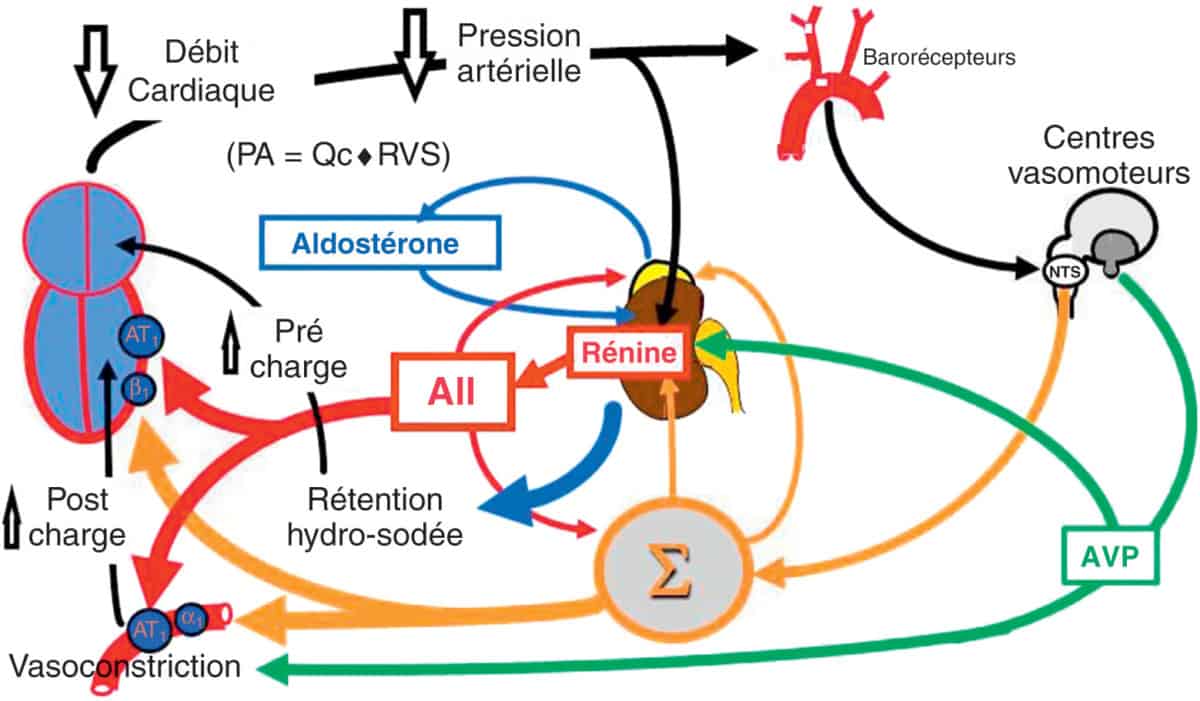 Chapitre 5 - Insuffisance cardiaque - SFCARDIO
