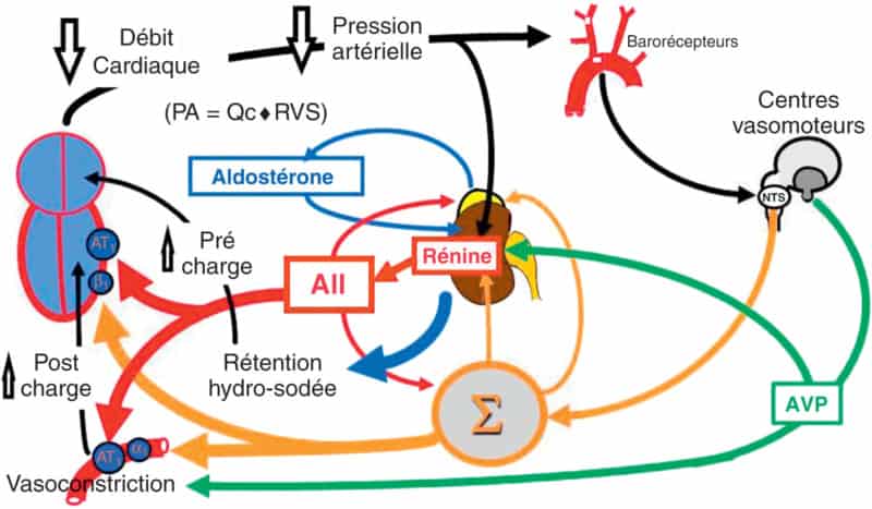 Chapitre 5 - Insuffisance cardiaque - SFCARDIO