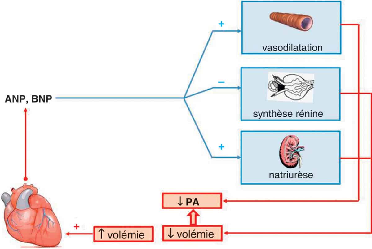 Chapitre 2 - Facteurs de risque cardiovasculaire - SFCARDIO